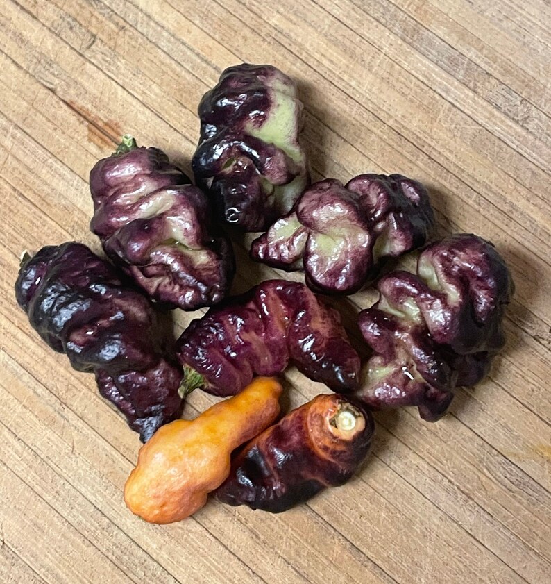 Hybrid Hot Pepper Seeds - Rare Pepper Seeds - Gift for Gardener ...