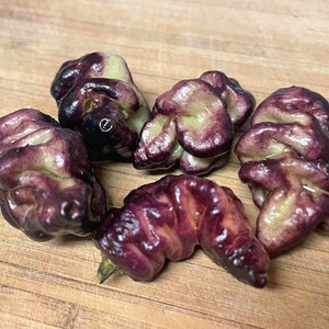 Hybrid Hot Pepper Seeds - Rare Pepper Seeds - Gift for Gardener ...