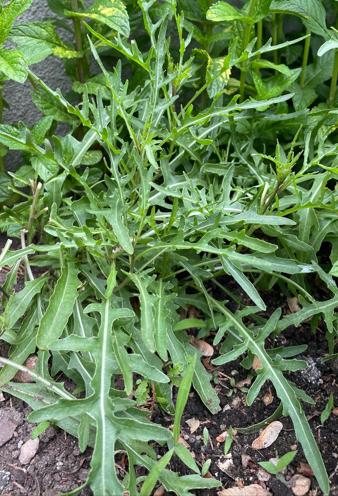 Arugula Seeds - Arugula Selvatica Non GMO Organic Seeds - Rucola Seeds ...