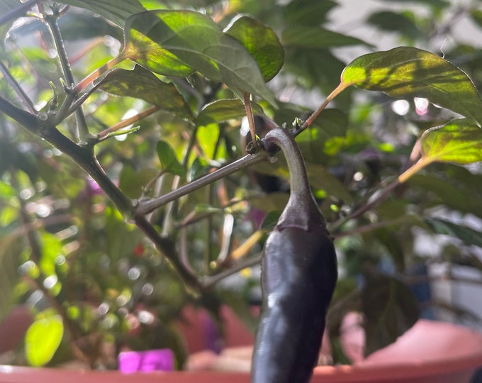 Exotic Hot Pepper Seeds - Organic Seeds - Rare Hot Pepper Seeds ...