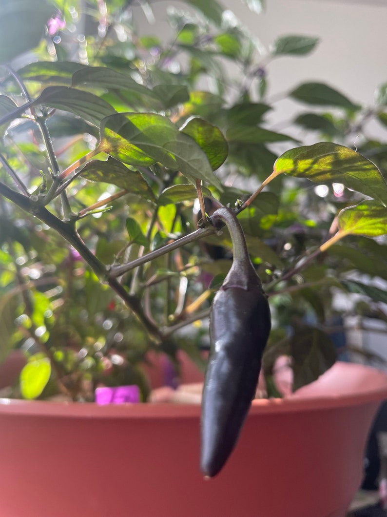 Exotic Hot Pepper Seeds - Organic Seeds - Rare Hot Pepper Seeds ...