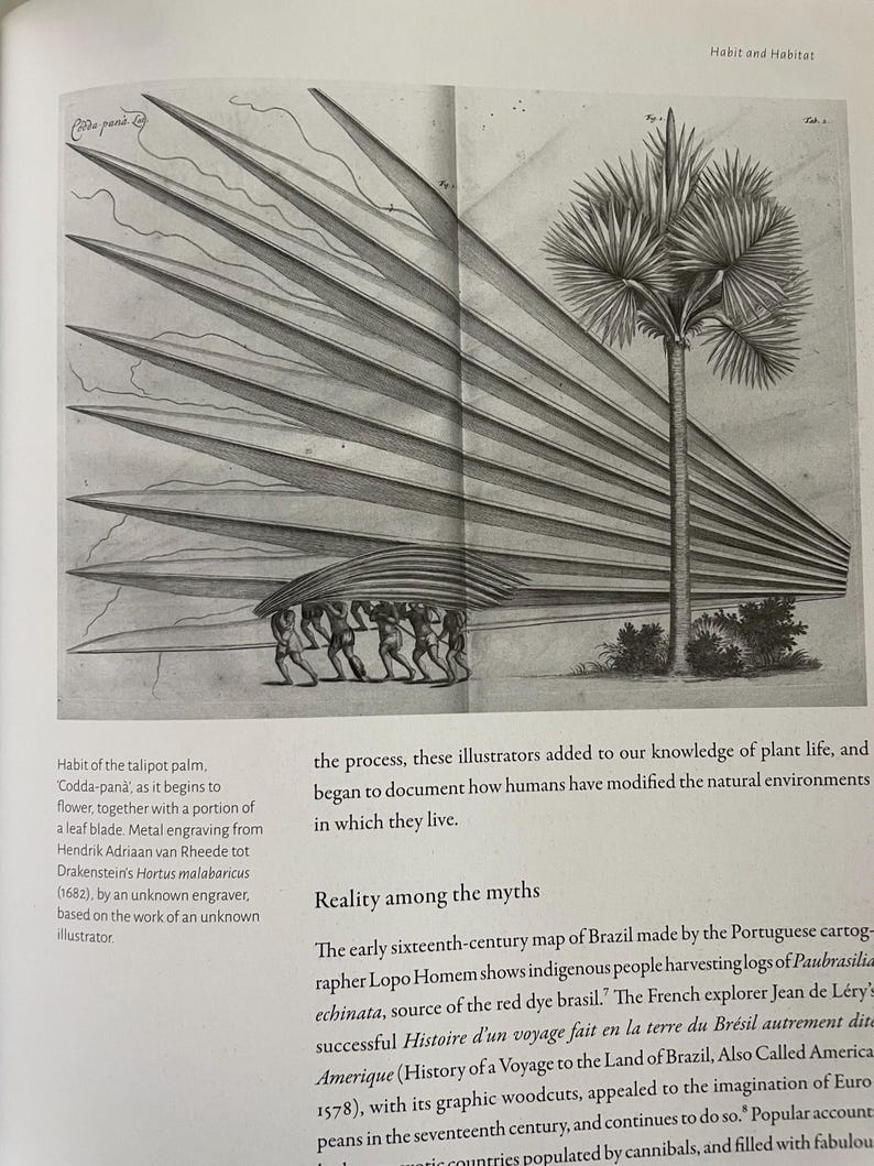 Rare History Botanical Illustration Beauty of the Flower Book Art and ...