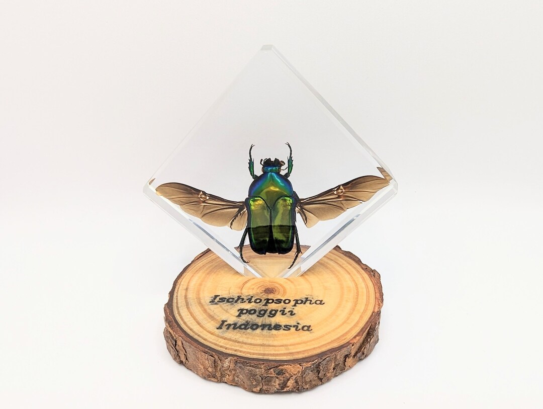 Insect in Resin Beetle Specimen Educational Home Decor Nature ...