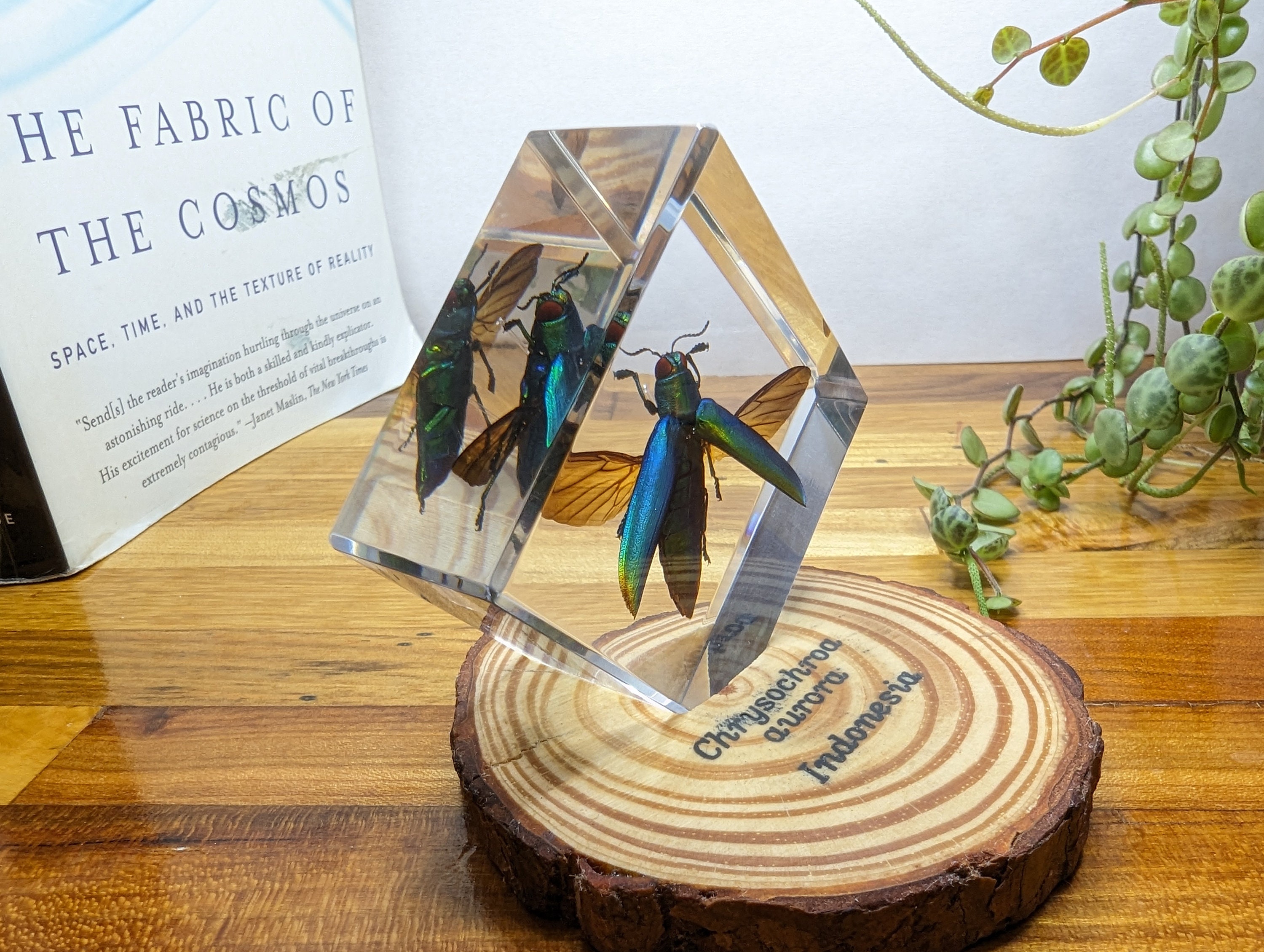 Insect in Resin Beetle Specimen Educational Home Decor Nature ...