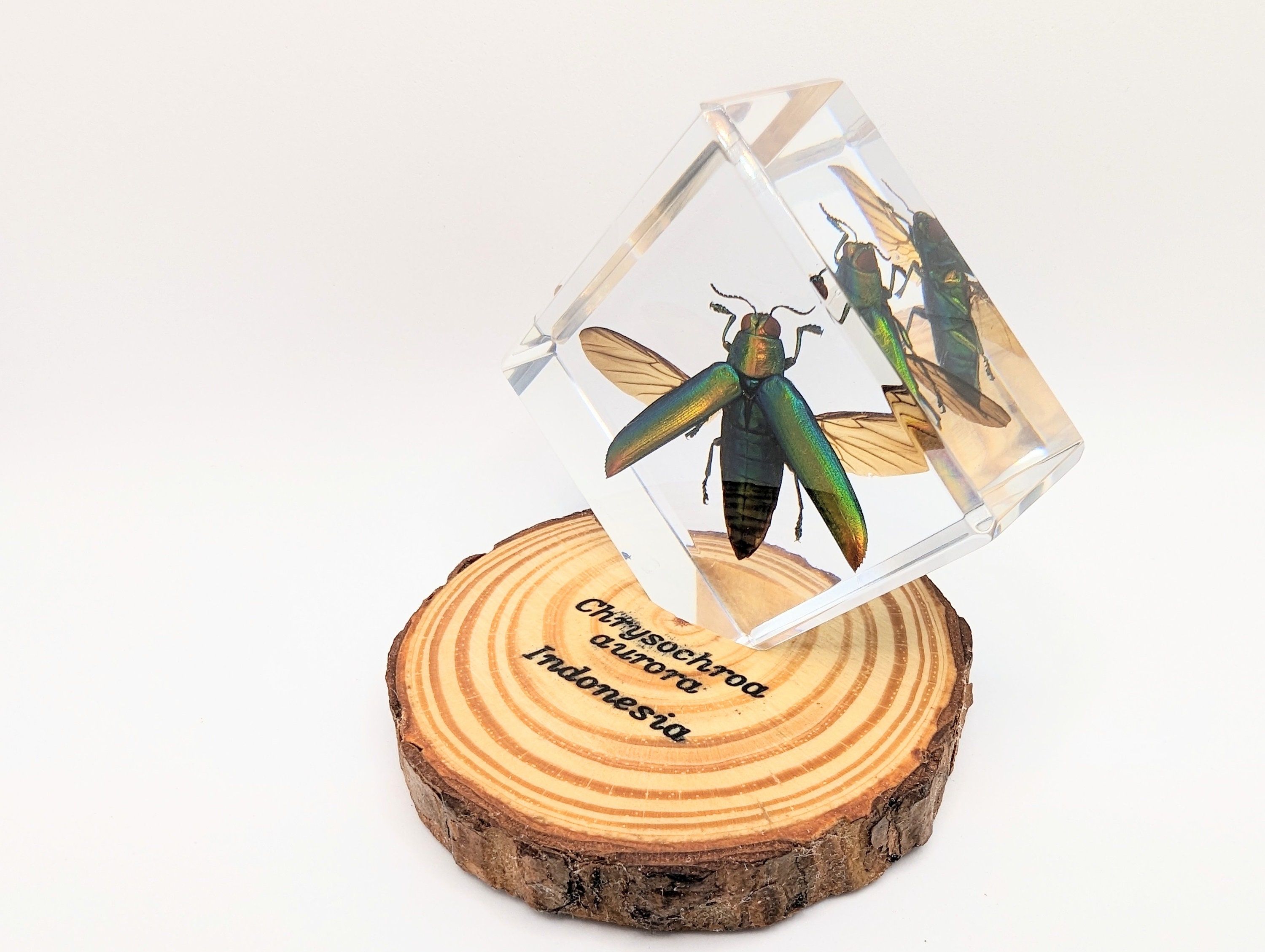 Insect in Resin Beetle Specimen Educational Home Decor Nature ...