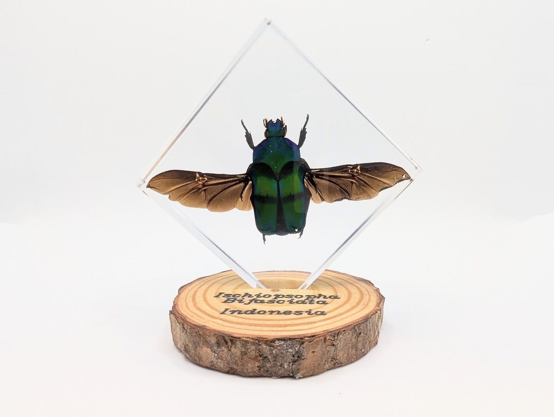 Insect in Resin Beetle Specimen Educational Home Decor Nature ...