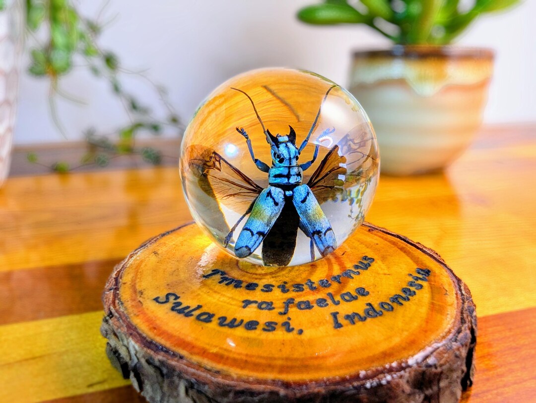 Insect in Resin Beetle Specimen Educational Home Decor Nature ...