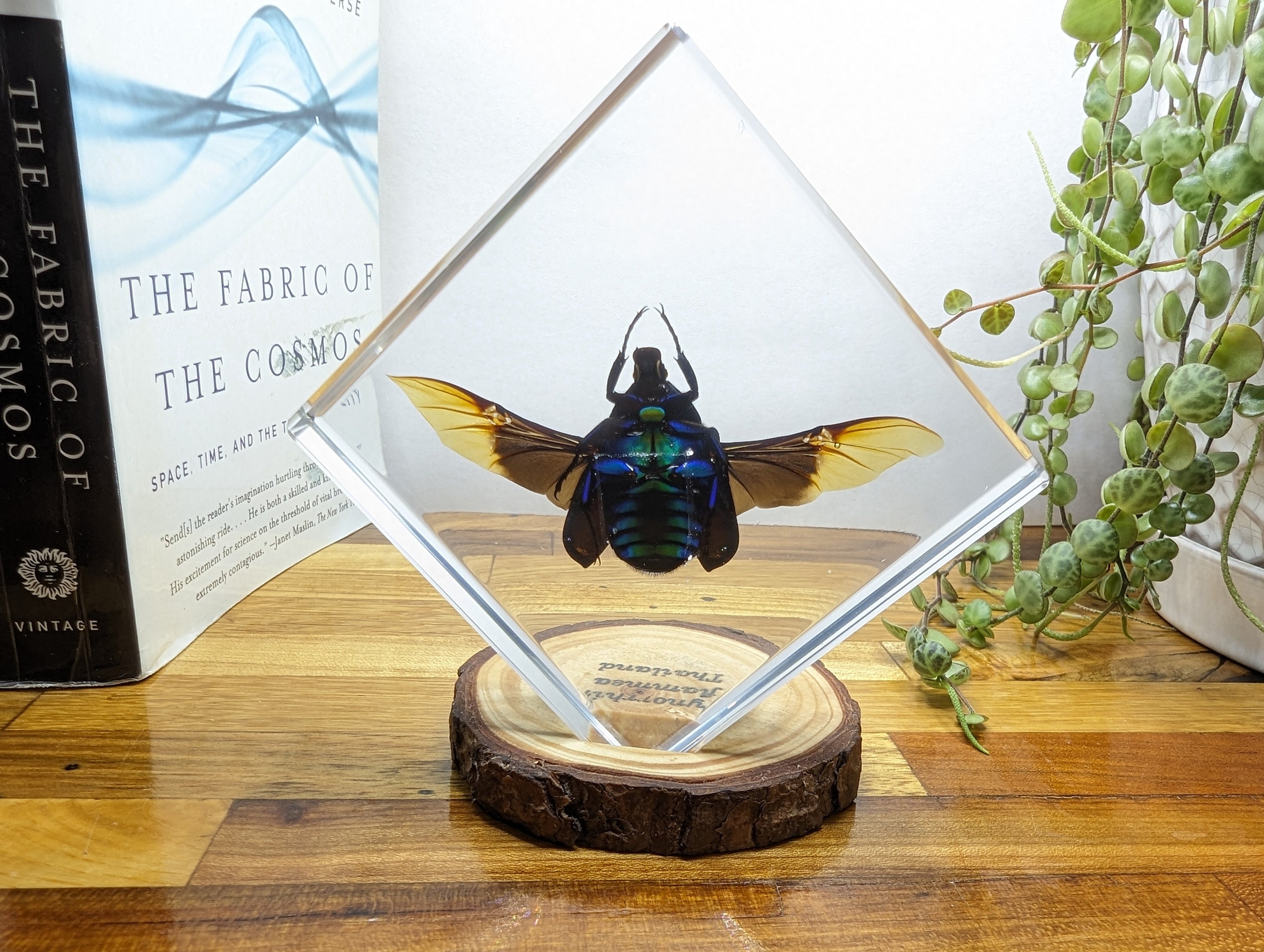 Insect in Resin Beetle Specimen Educational Home Decor Nature - Etsy