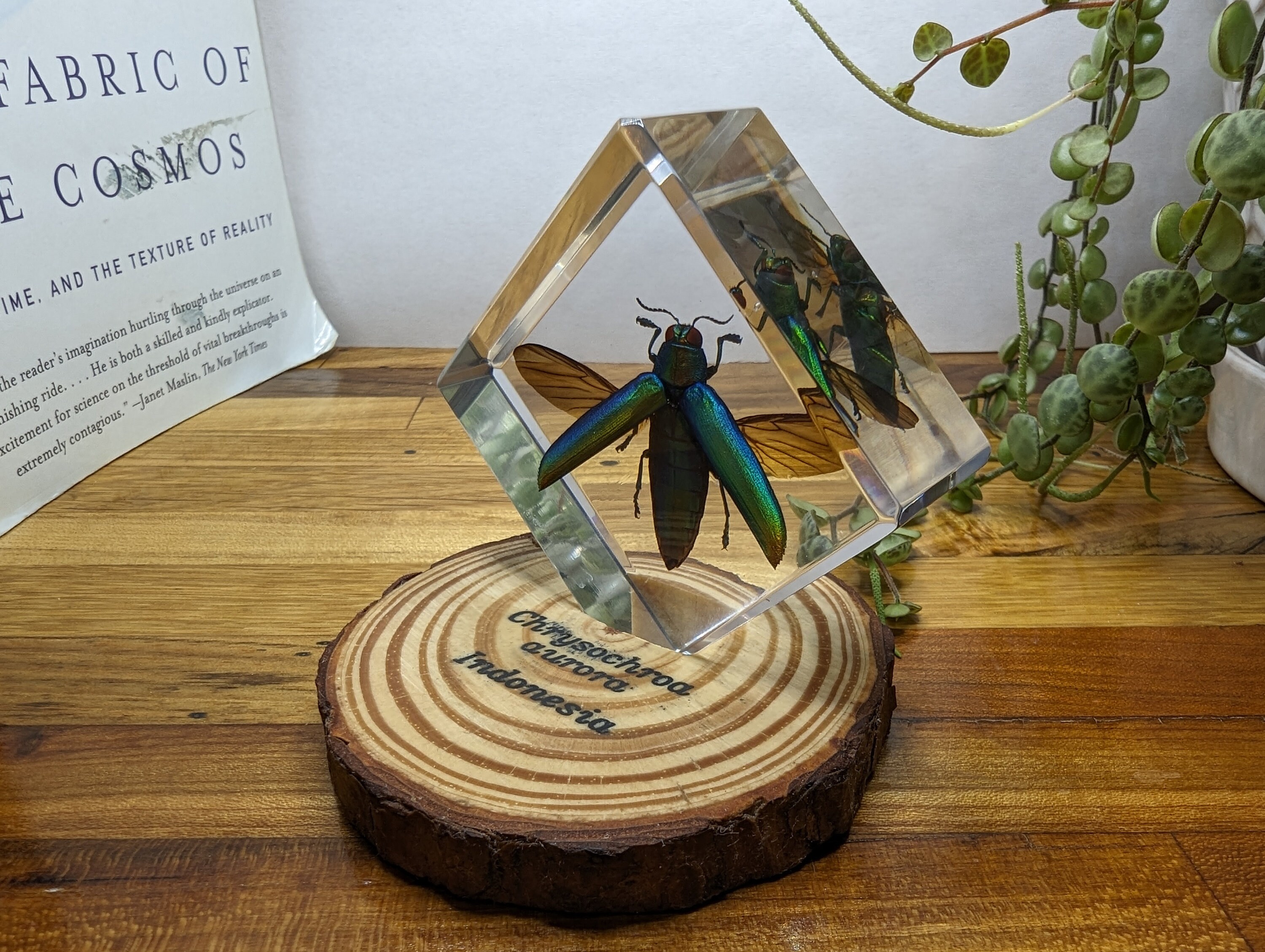 Insect in Resin Beetle Specimen Educational Home Decor Nature ...