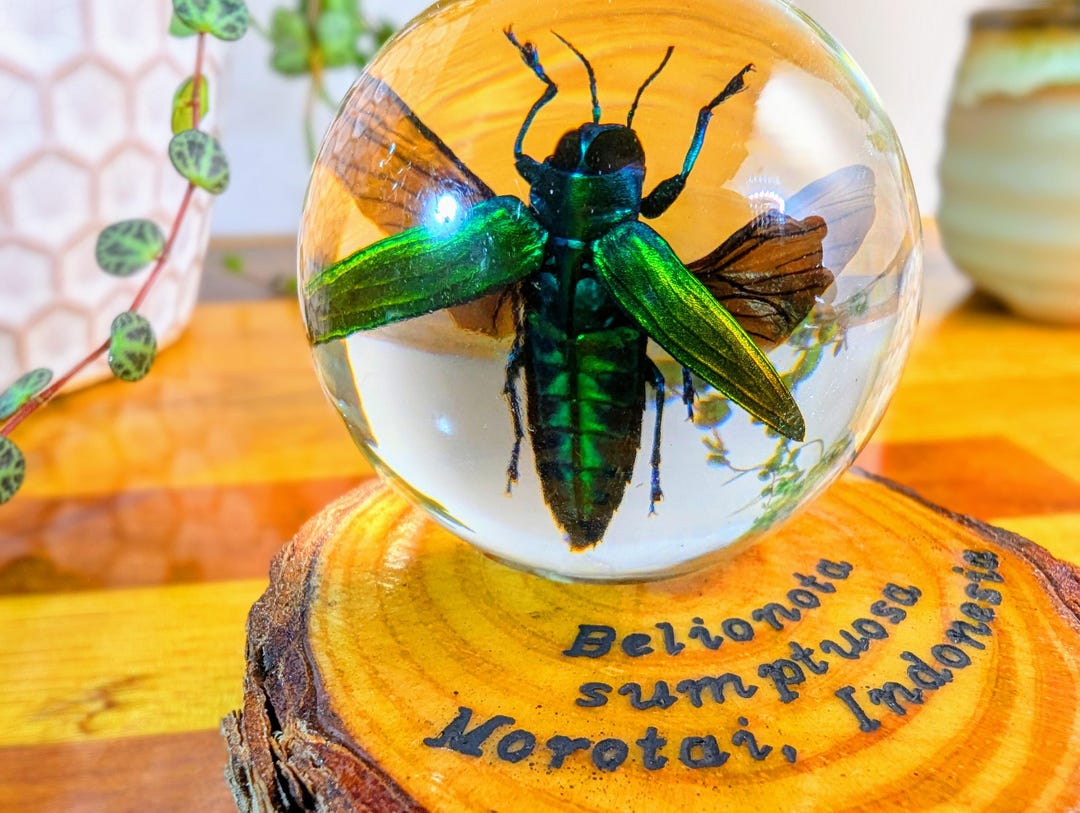 Insect in Resin Beetle Specimen Educational Home Decor Nature ...