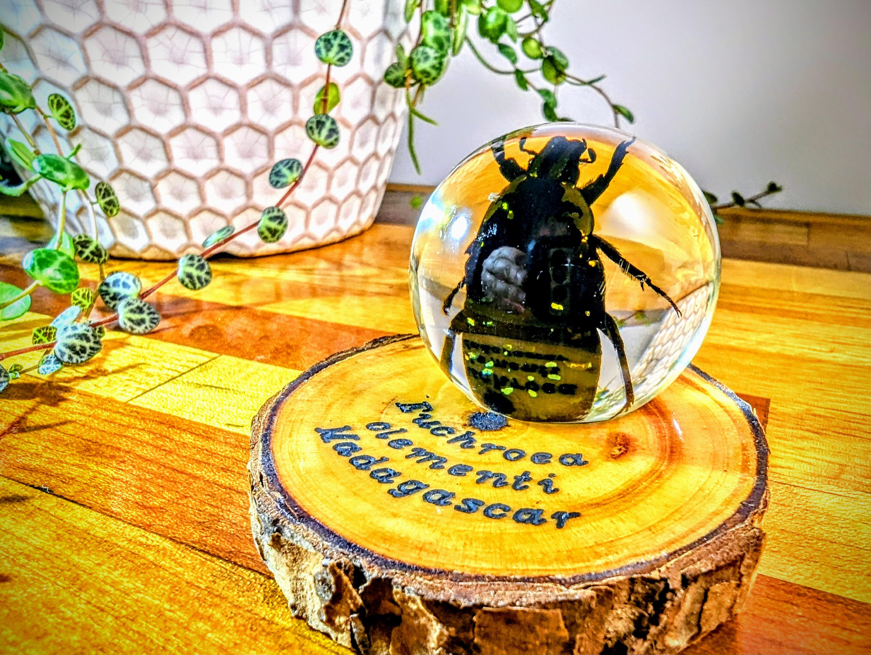 Insect in Resin Beetle Specimen Educational Home Decor Nature ...