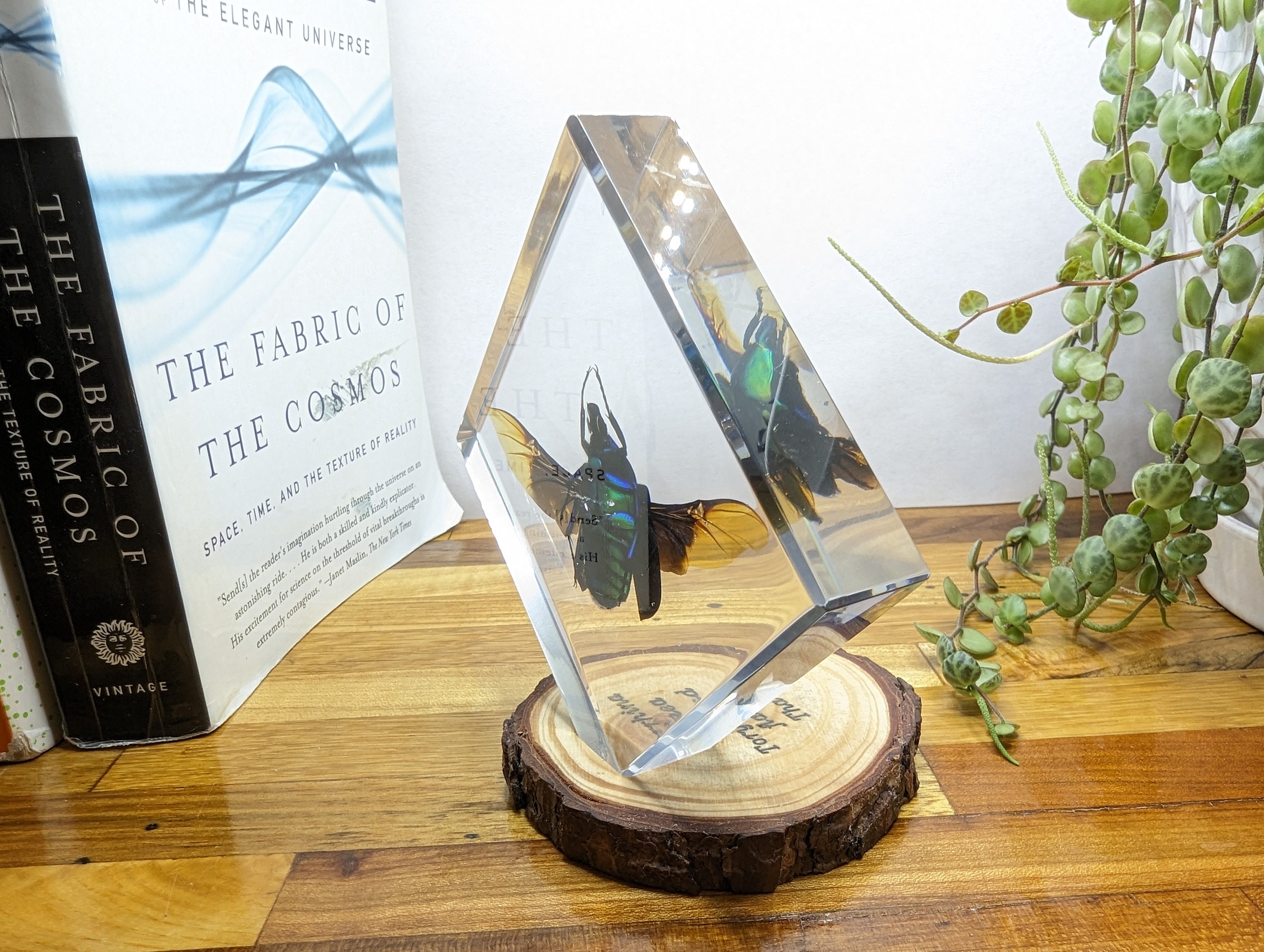 Insect in Resin Beetle Specimen Educational Home Decor Nature - Etsy