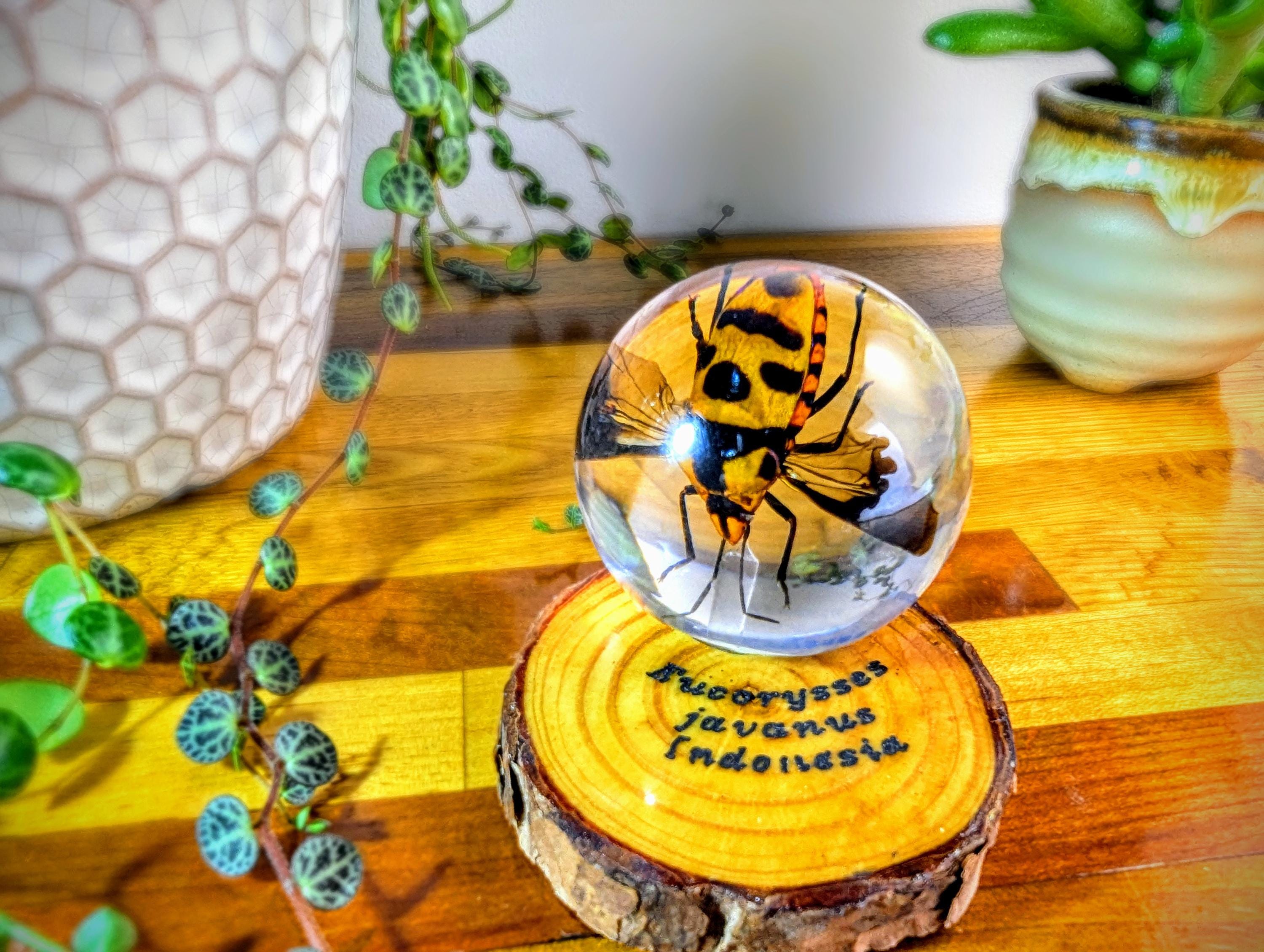 Insect in Resin Beetle Specimen Educational Home Decor Nature ...