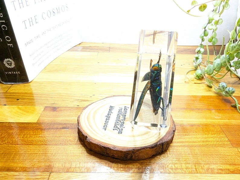 Insect in Resin Beetle Specimen Educational Home Decor Nature ...