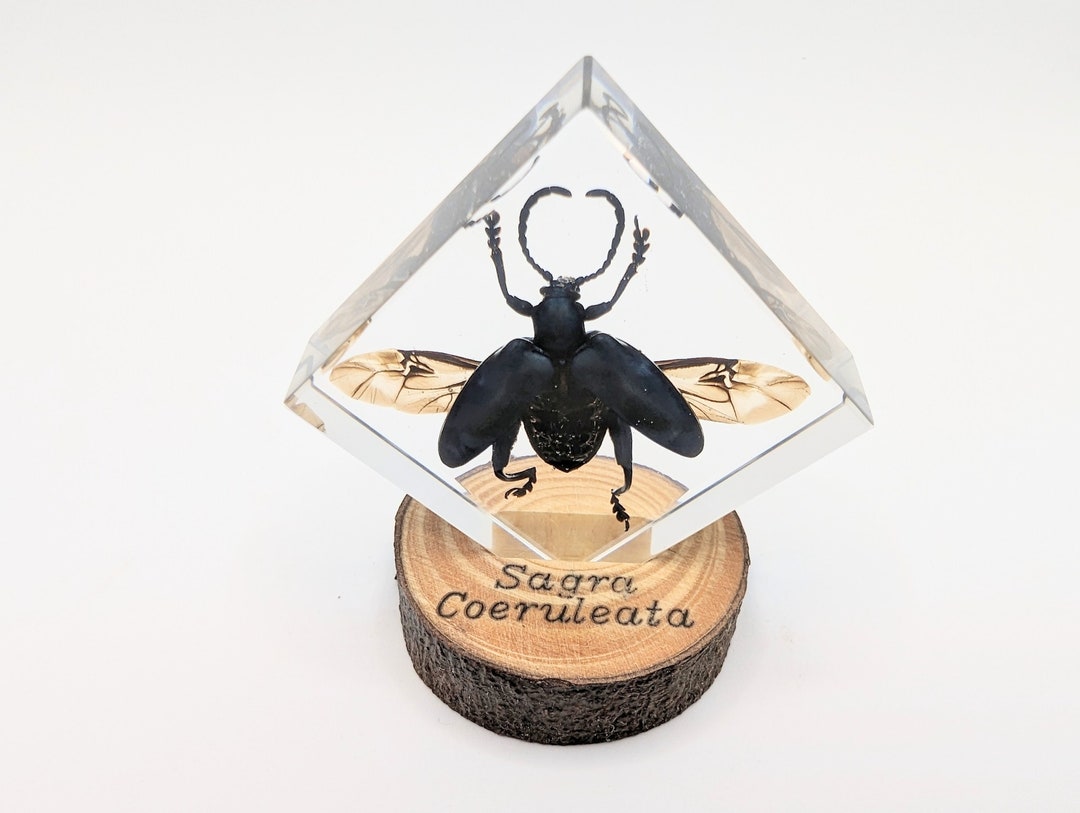 Insect in Resin Beetle Specimen Educational Home Decor Nature - Etsy