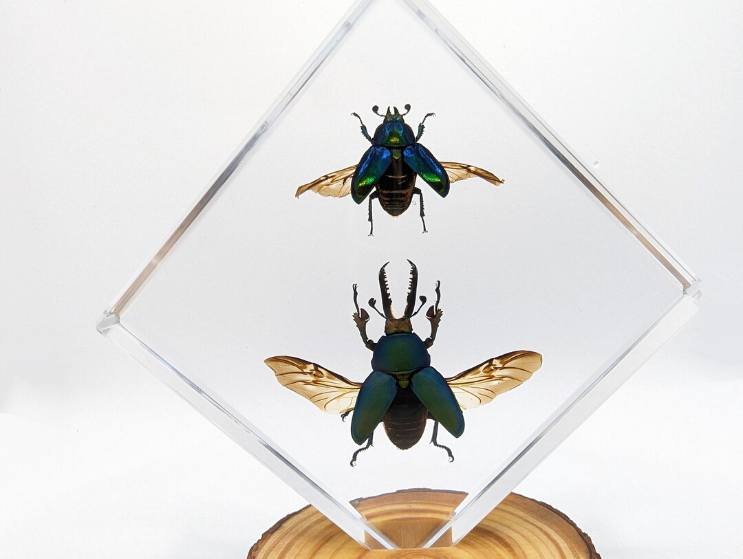 Insect in Resin Beetle Specimen Educational Home Decor Nature ...