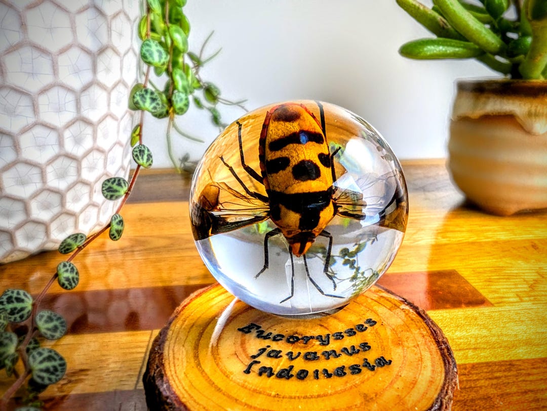 Insect in Resin Beetle Specimen Educational Home Decor Nature ...