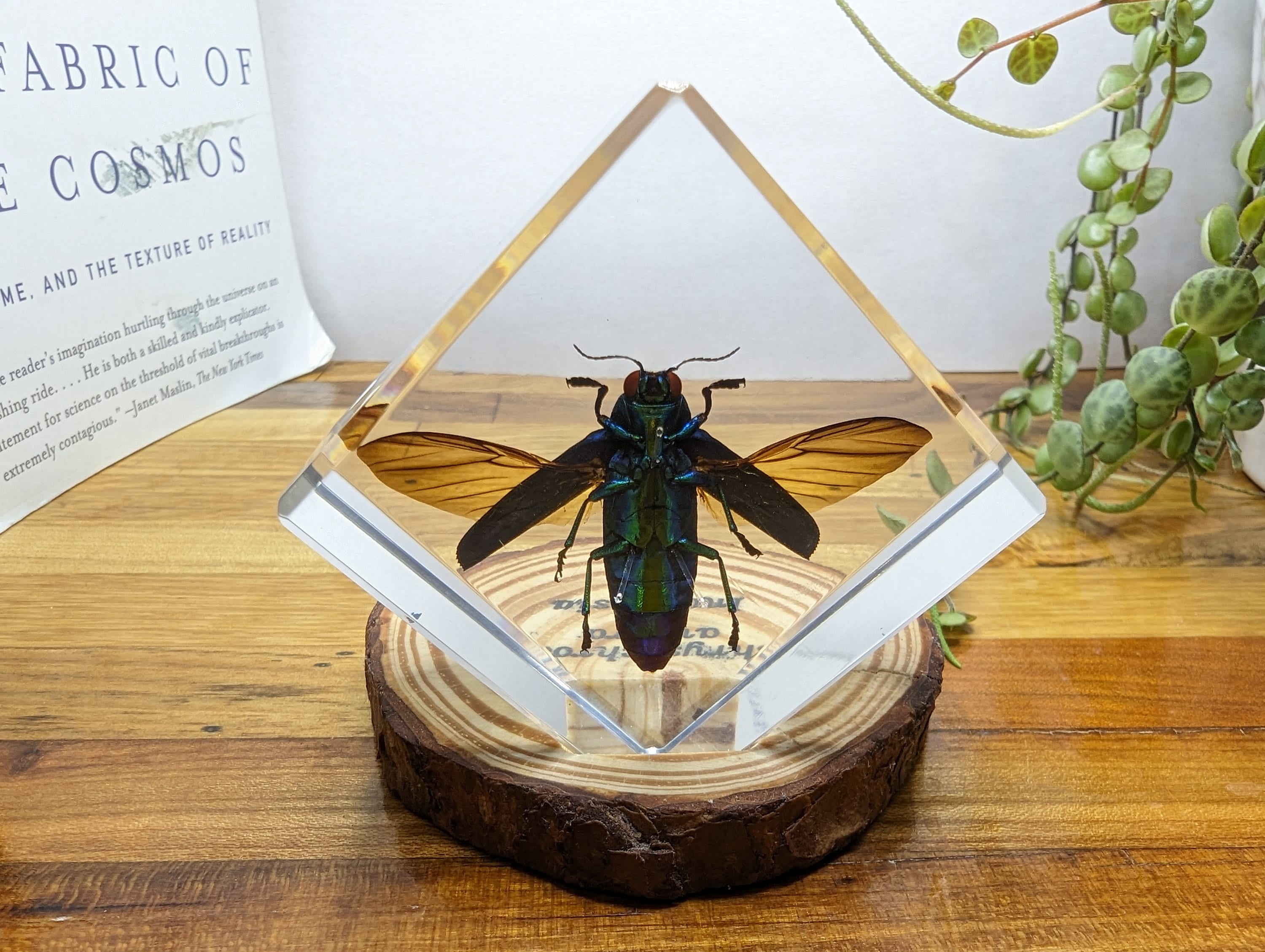 Insect in Resin Beetle Specimen Educational Home Decor Nature ...