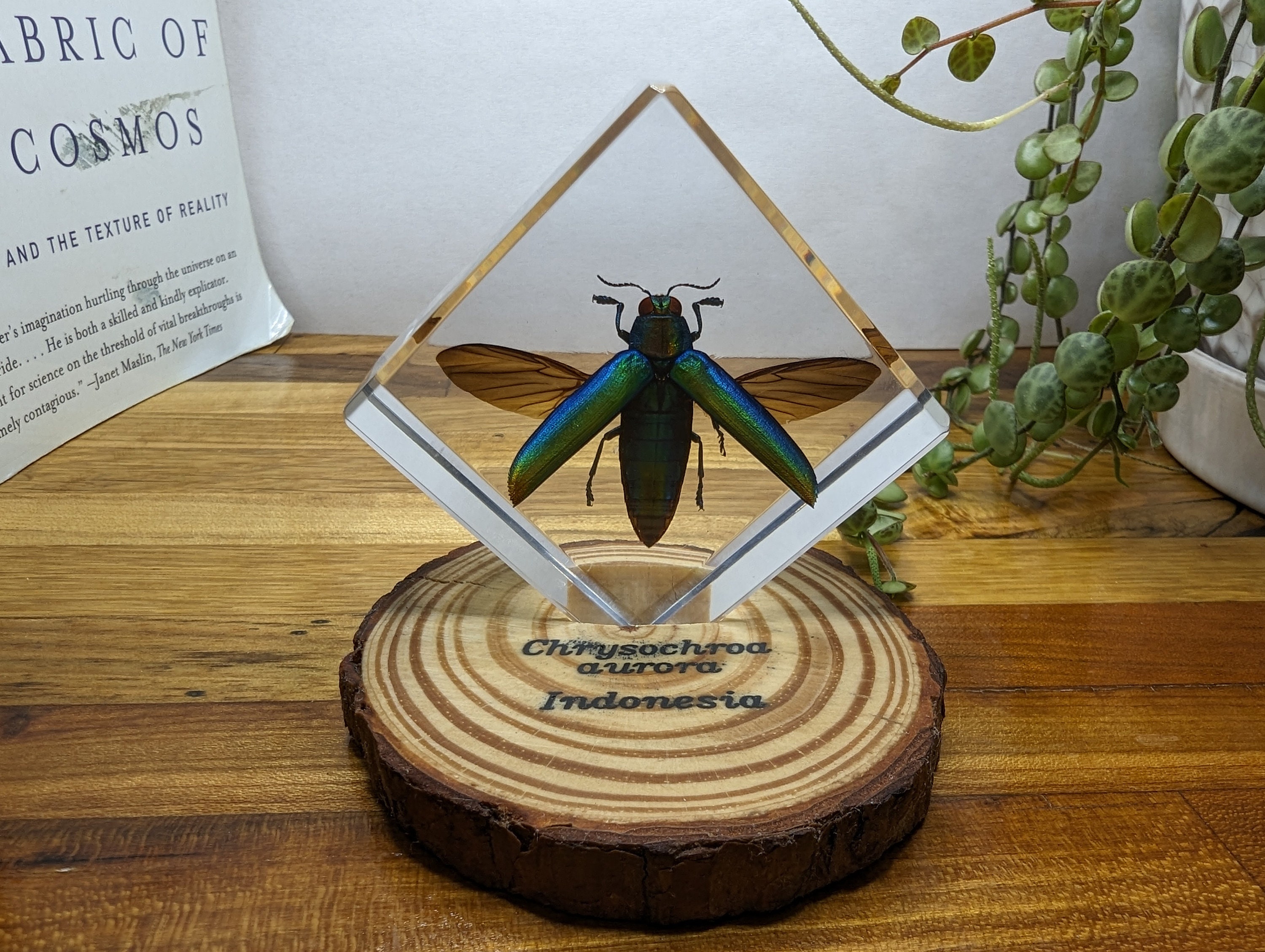 Insect in Resin Beetle Specimen Educational Home Decor Nature ...