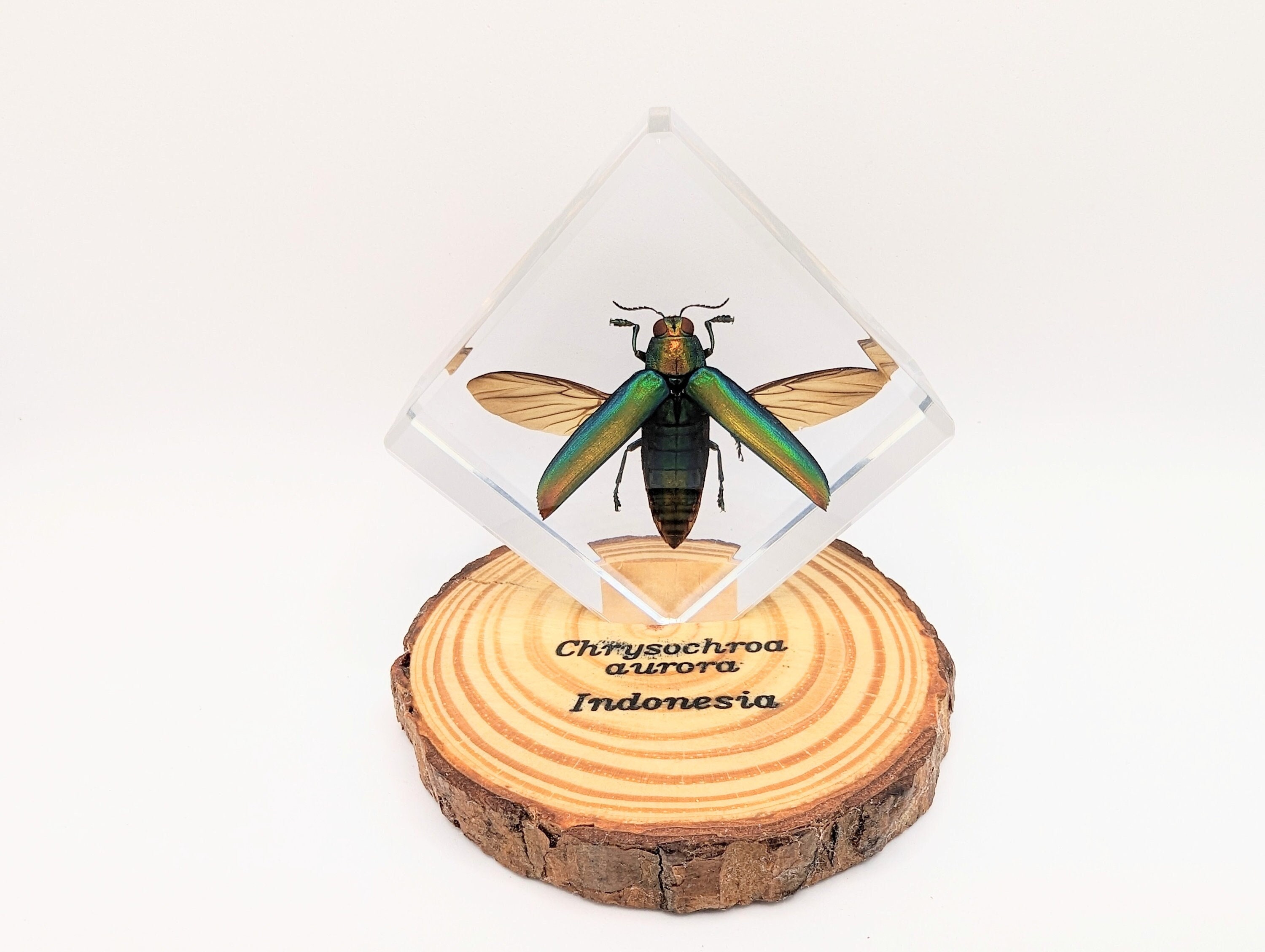 Insect in Resin Beetle Specimen Educational Home Decor Nature ...