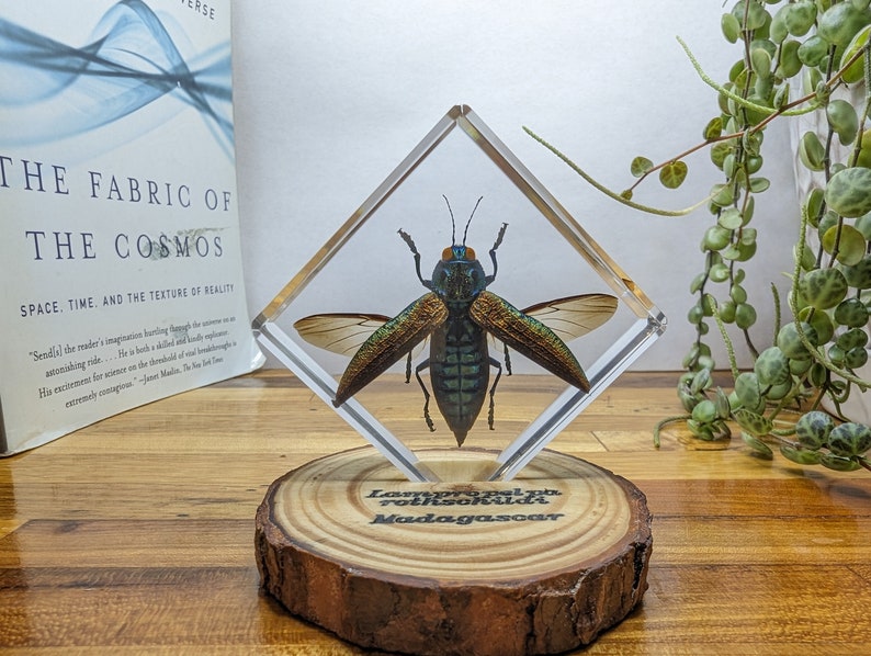 Insect in Resin Beetle Specimen Educational Home Decor Nature ...