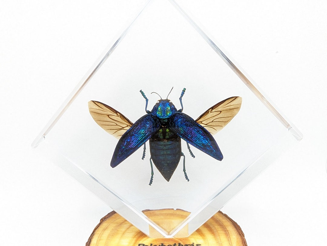 Insect in Resin Beetle Specimen Educational Home Decor Nature ...