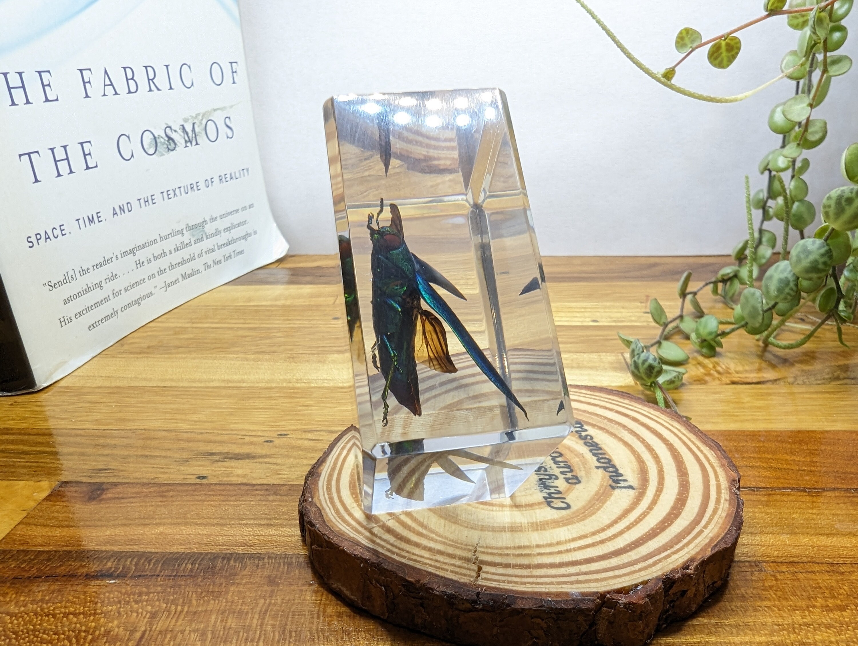 Insect in Resin Beetle Specimen Educational Home Decor Nature ...