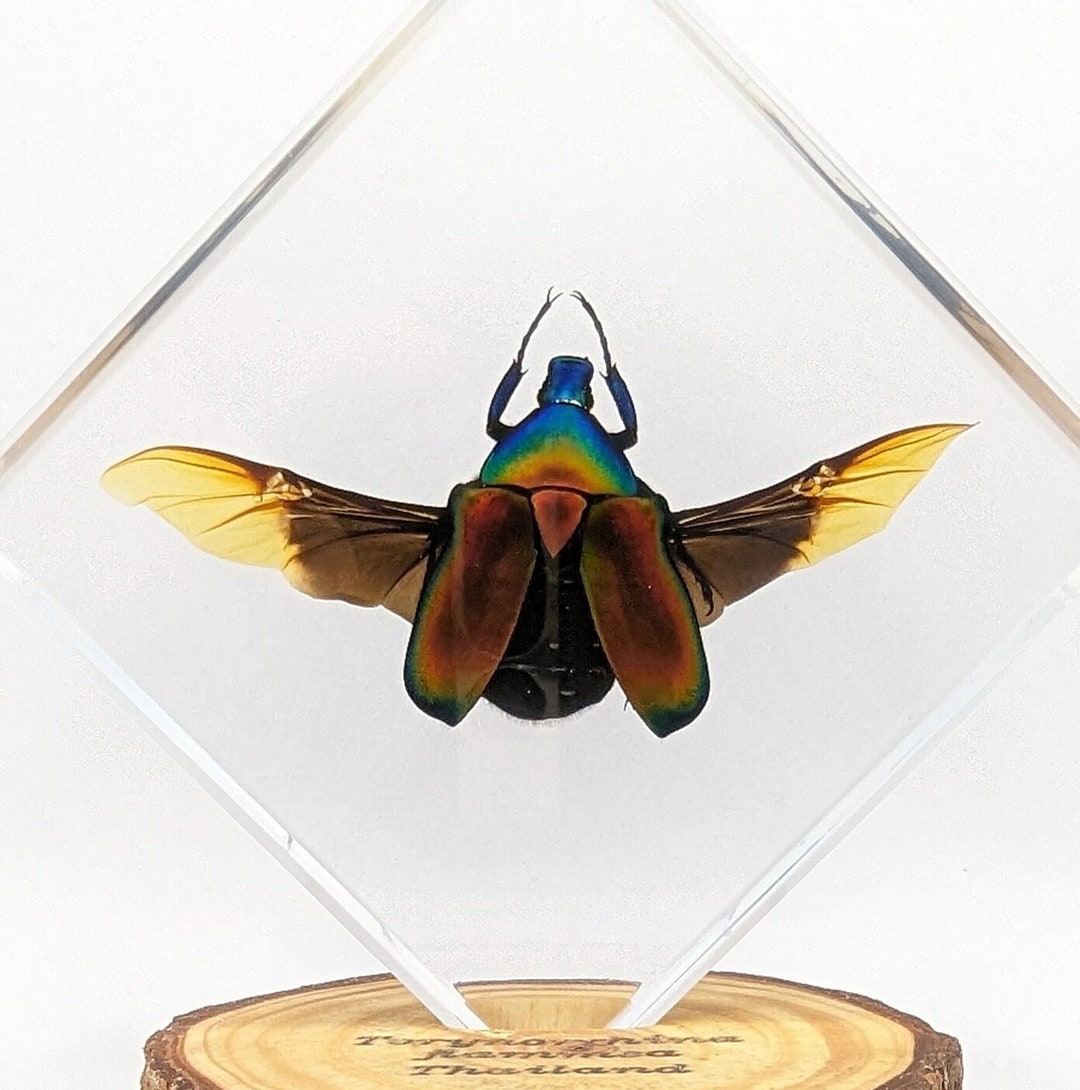 Insect in Resin Beetle Specimen Educational Home Decor Nature - Etsy