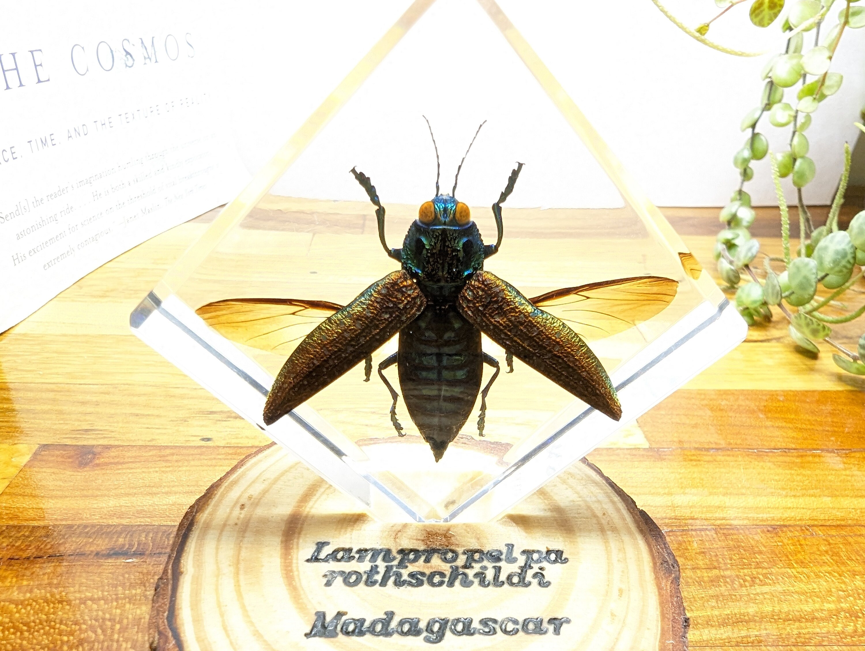 Insect in Resin Beetle Specimen Educational Home Decor Nature ...