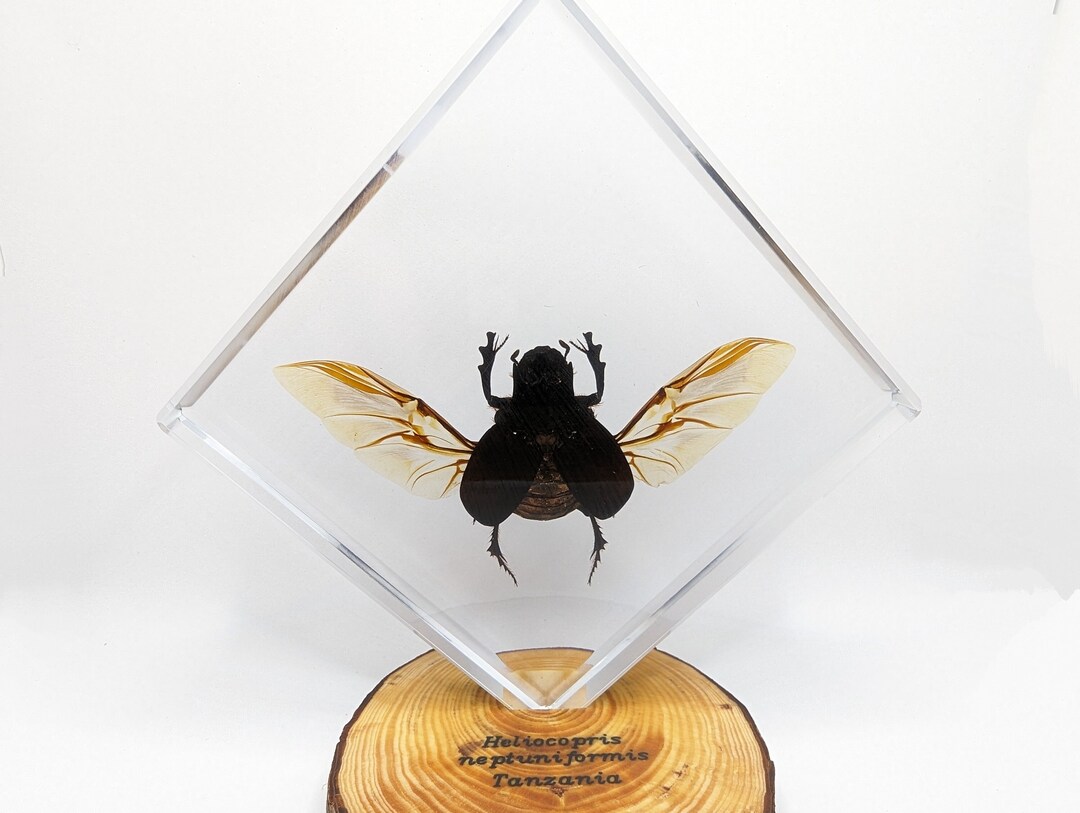 Insect in Resin Beetle Specimen Educational Home Decor Nature ...