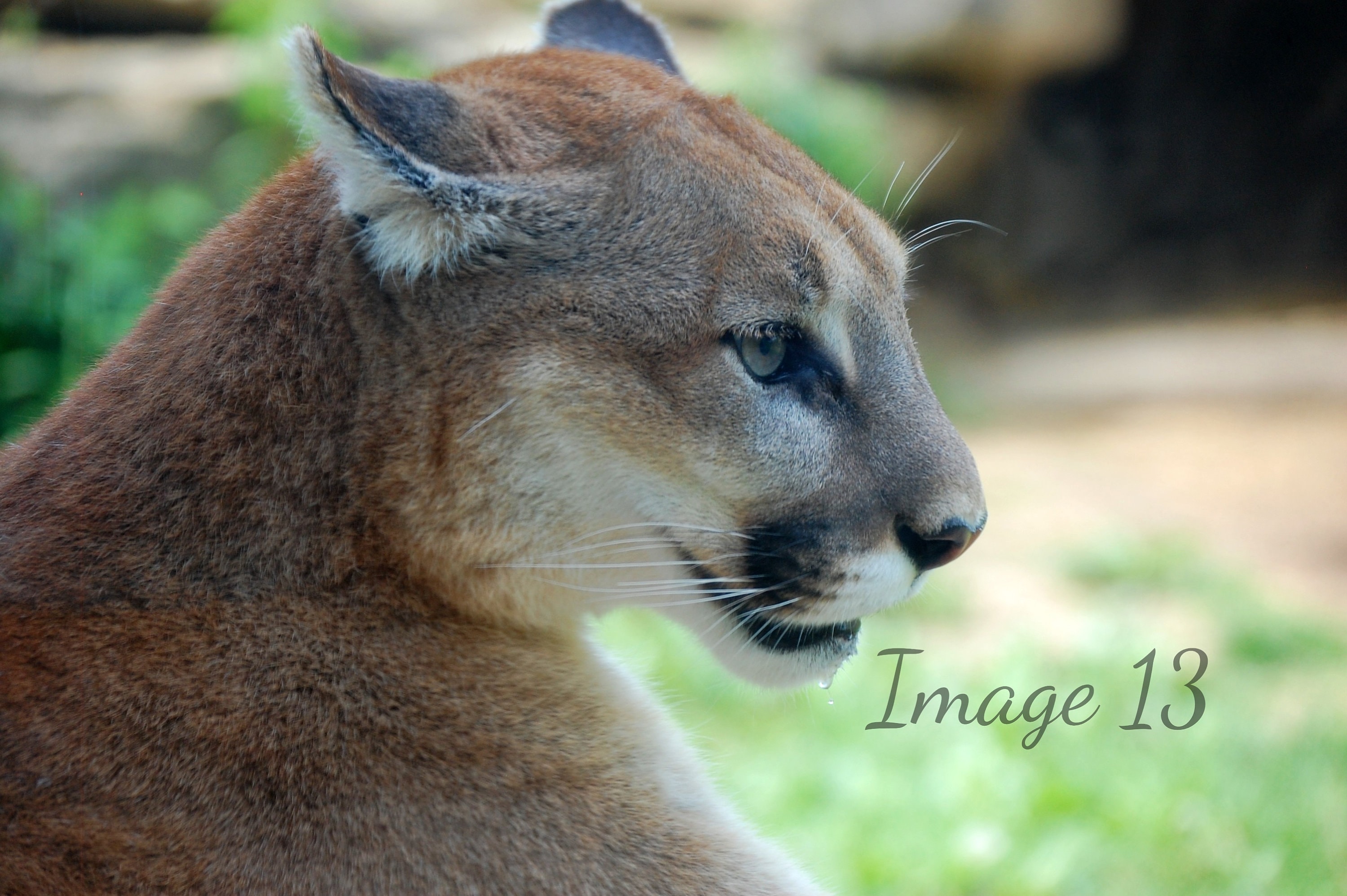 Wildlife Photography, Panther Wall Art Print, Wildlife Wall Art, Rustic ...