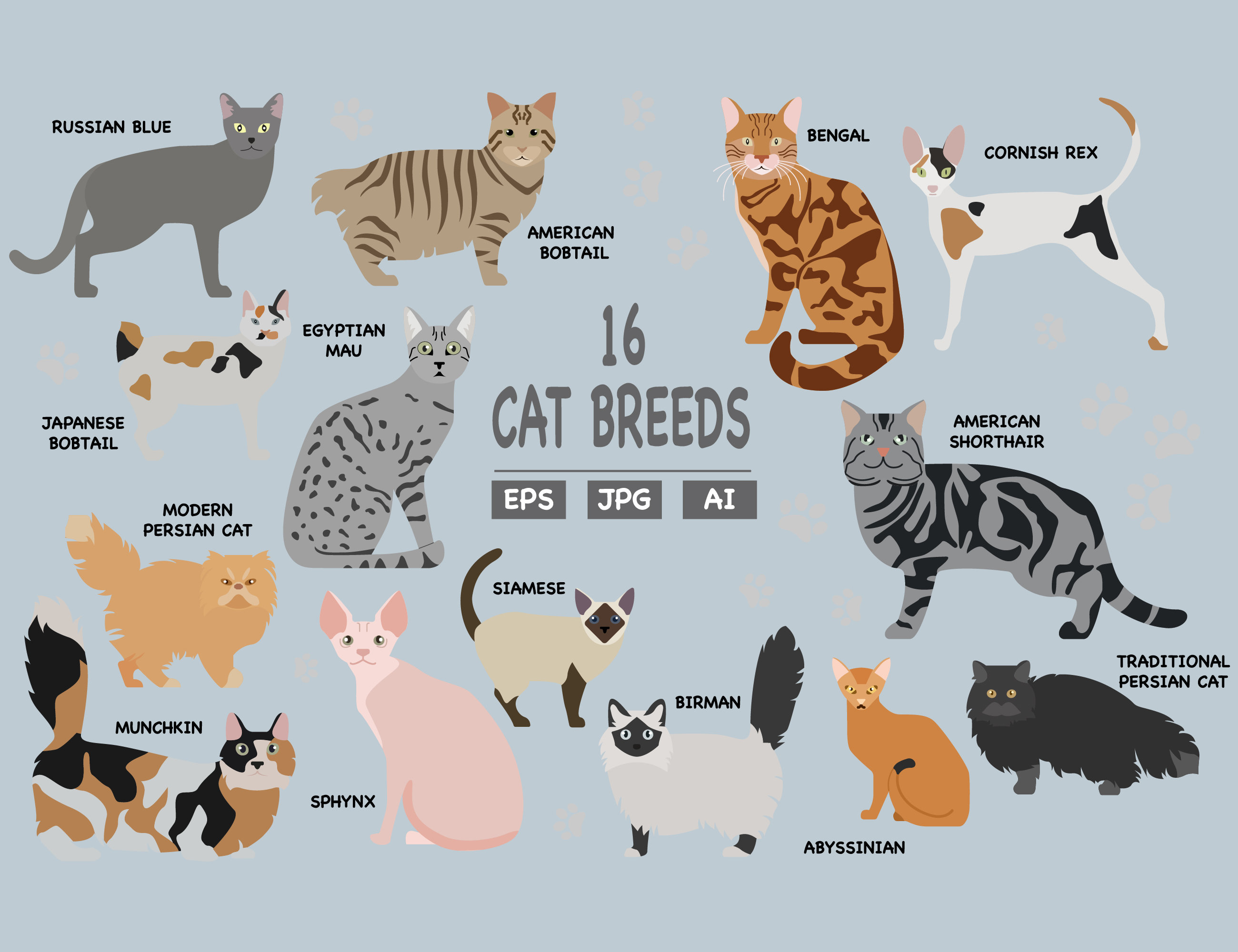 16 Breeds of Cats Chart, Poster With Cat Breeds, Cat, Pets Svg, Jpg ...