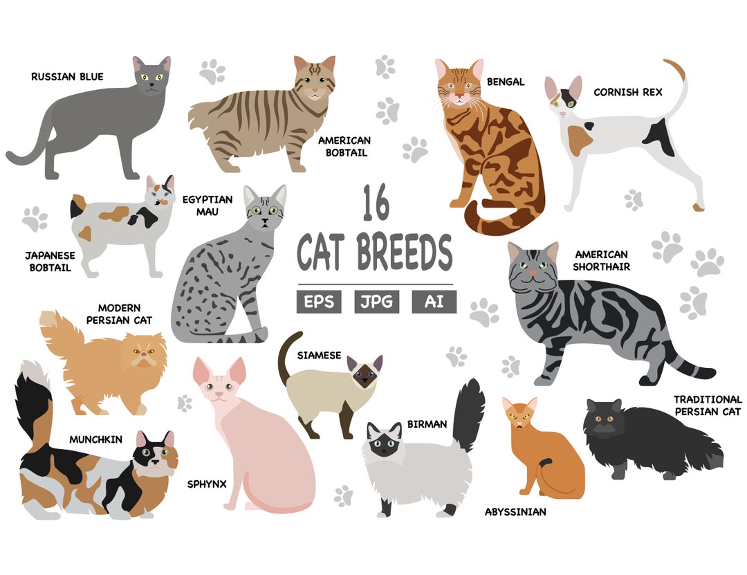 16 Breeds of Cats Chart, Poster With Cat Breeds, Cat, Pets Svg, Jpg ...
