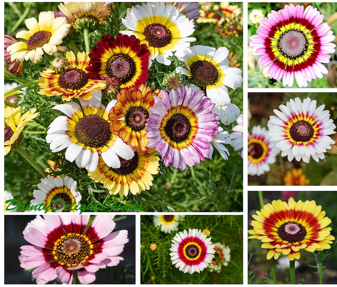 400 Seeds Painted Daisy Tricolor MIX Painted Daisy Seeds Flowers ...