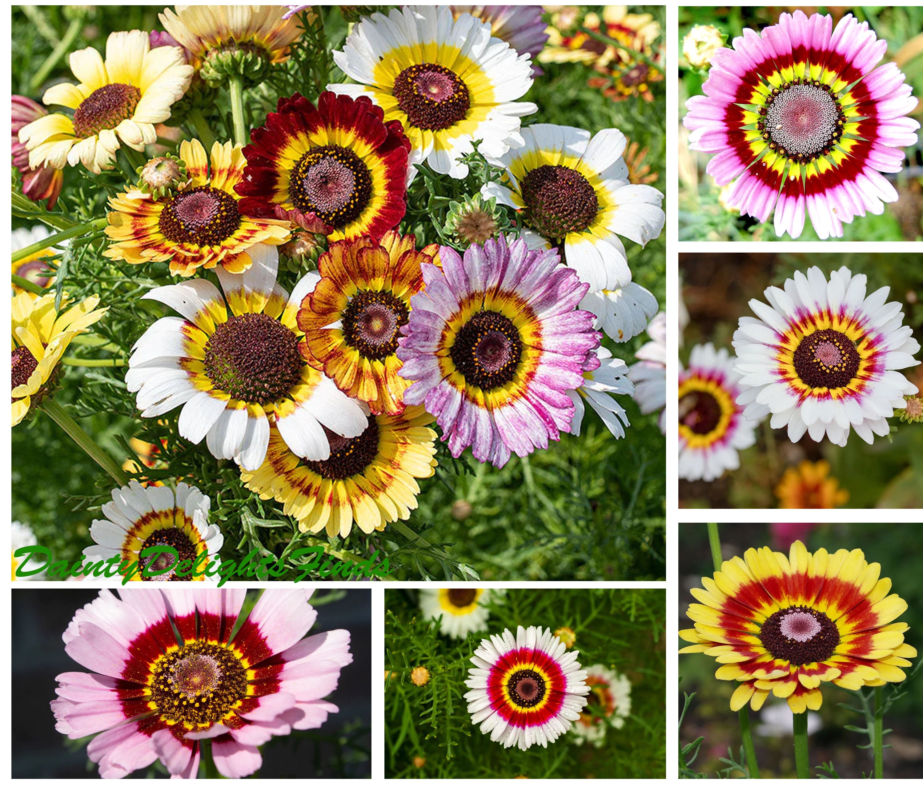 400 Seeds Painted Daisy Tricolor MIX Painted Daisy Seeds Flowers ...