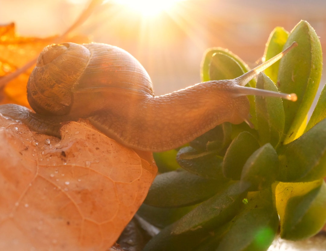 Digital Download Printable Cute Snail Macro Photograph Fall Home Decor ...