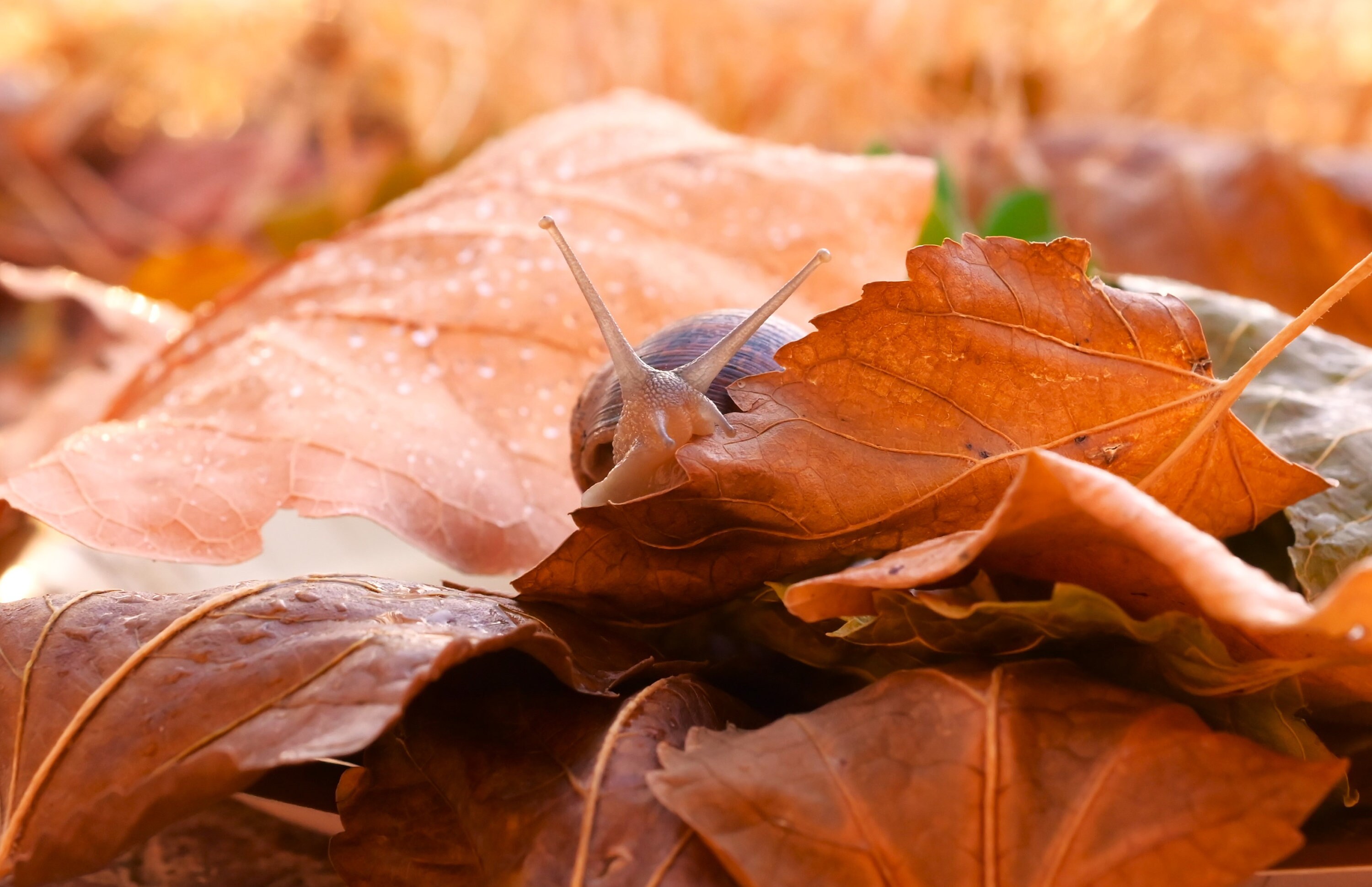 Digital Download Printable Macro Photograph Cute Snail Fall - Etsy