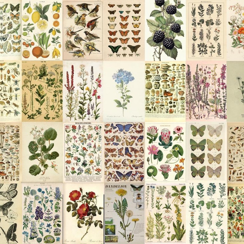 Botanical Species Poster - Etsy