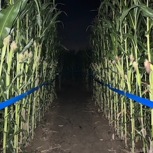 Pumpkin Patch Corn Maze - Etsy