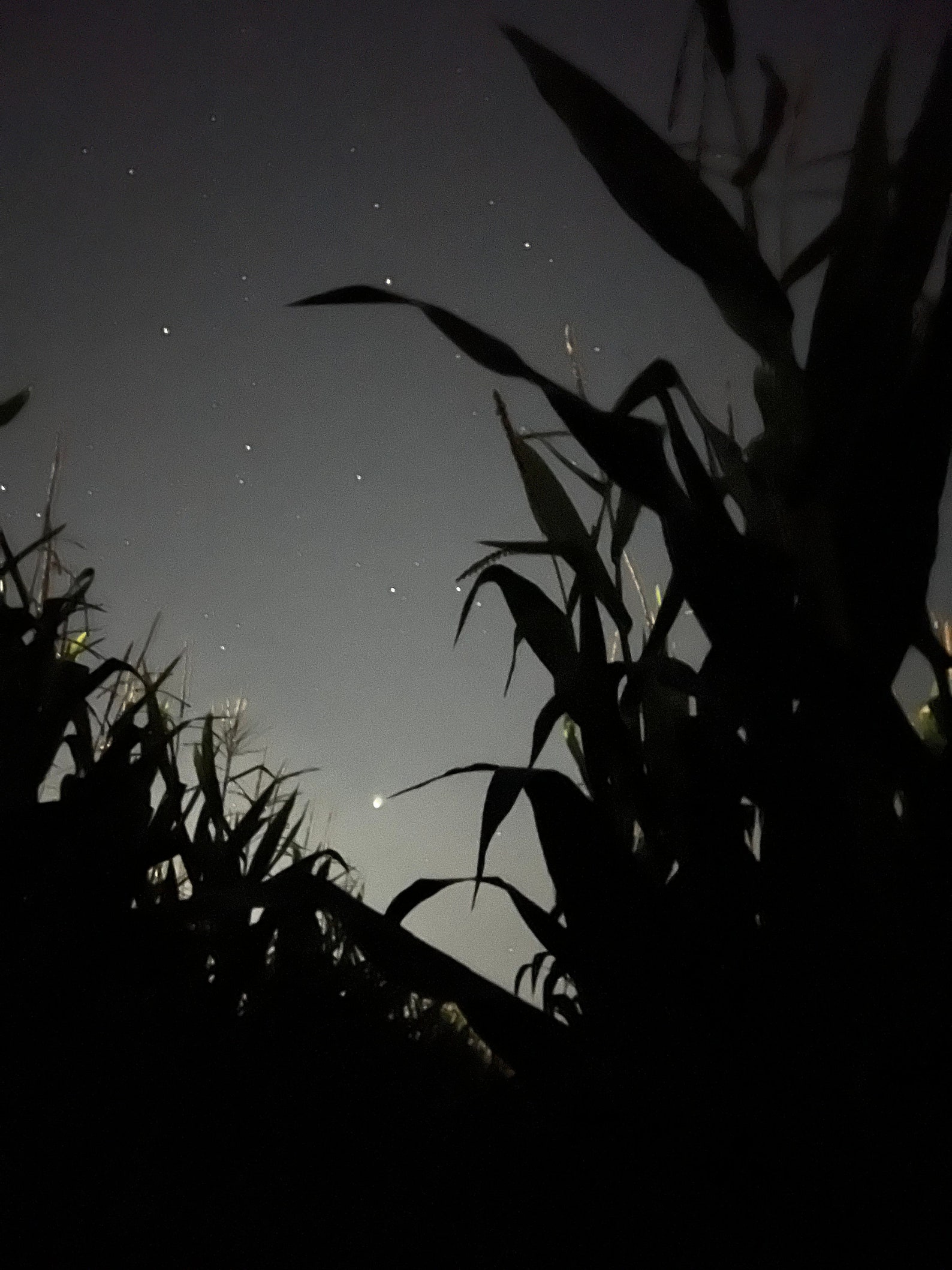 Pumpkin Patch Corn Maze - Etsy