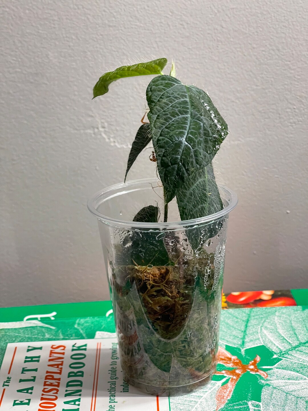 Ficus Villosa Growers Choice - Etsy Canada