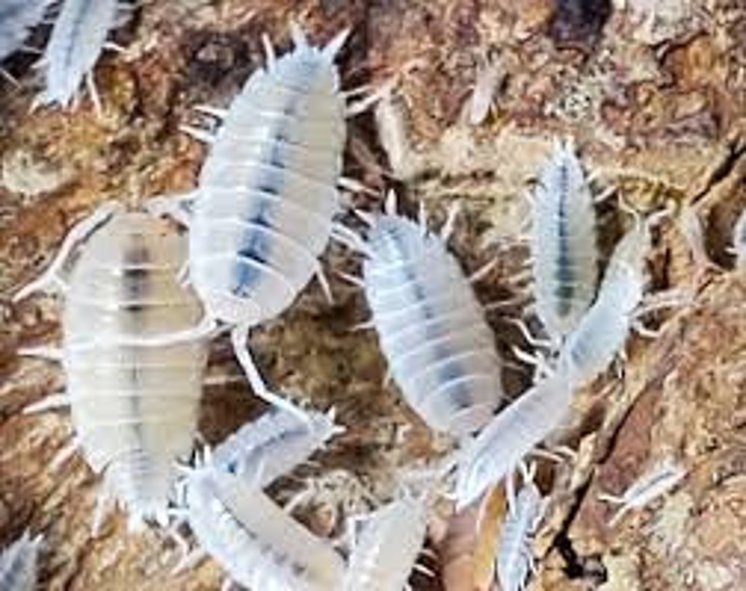 Dwarf White Isopods - Etsy