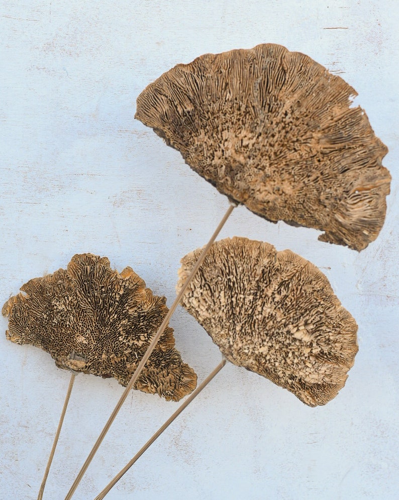 Dried Mushrooms Dried Flowers DIY Floral Project Boho Wedding Craft ...