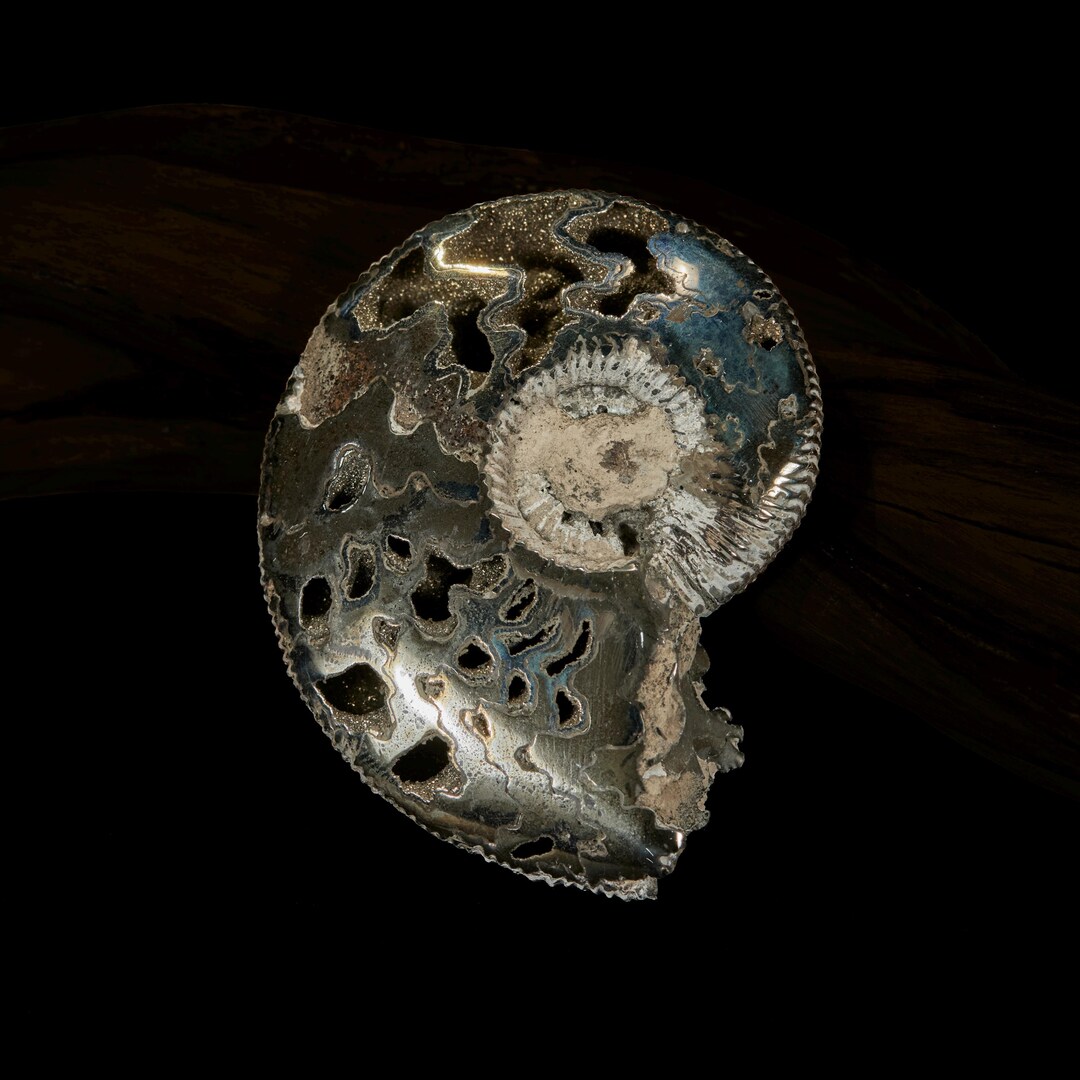 Rare Pyritized Ammonite Shell Fossil 59x46mm. - Etsy