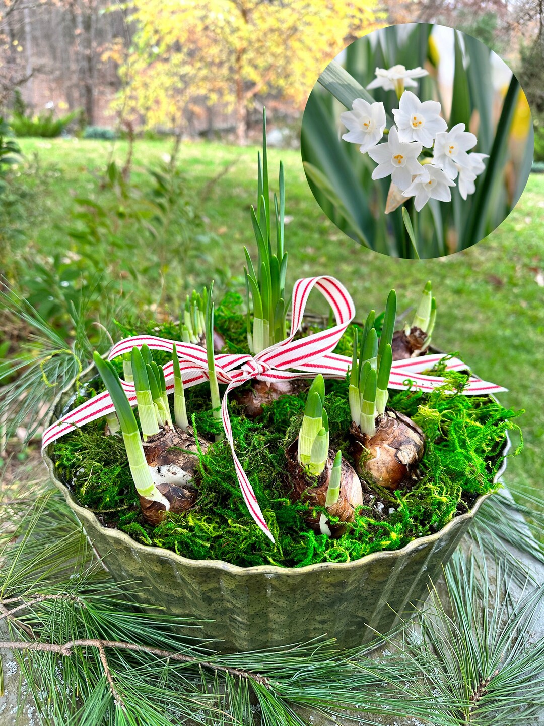 Large Potted Paperwhite Planter - Etsy