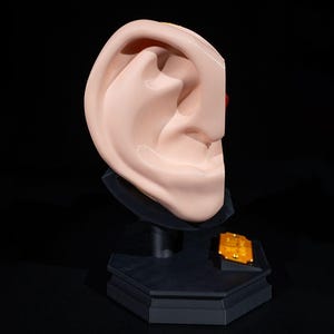 Inner and Outer Ear Anatomy Medical Model - Etsy