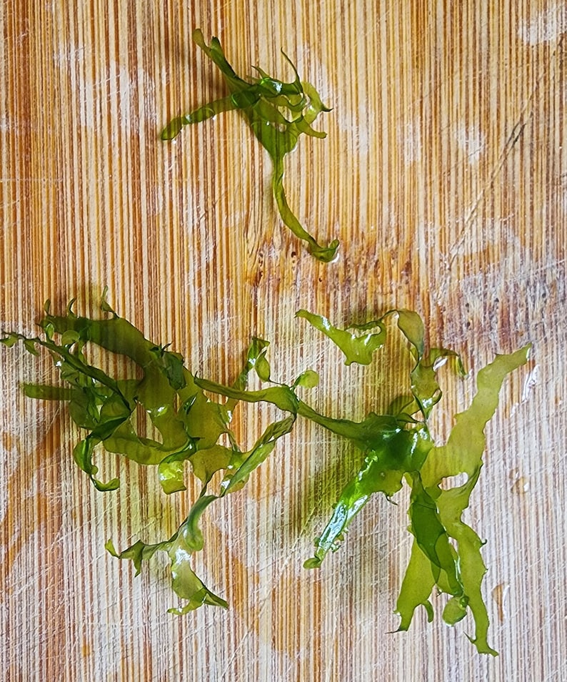 Subwassertang Aquarium Plant Süsswassertang Round Pellia - Etsy