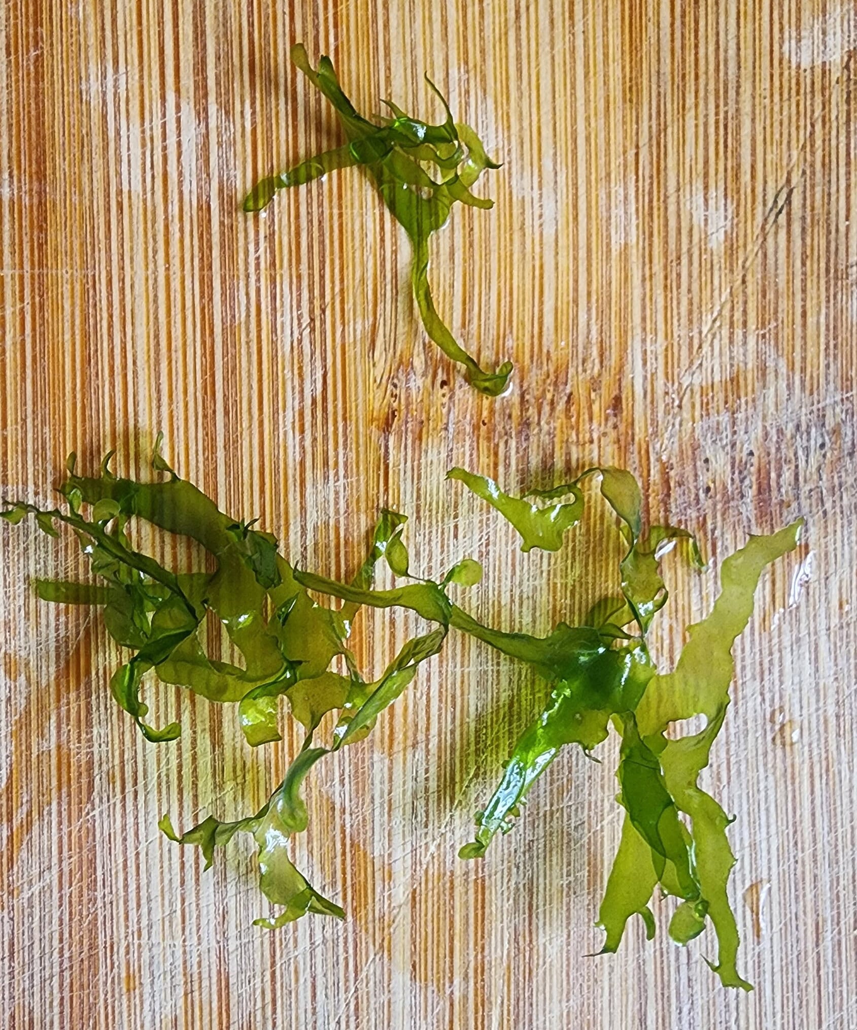 Subwassertang Aquarium Plant Süsswassertang Round Pellia - Etsy