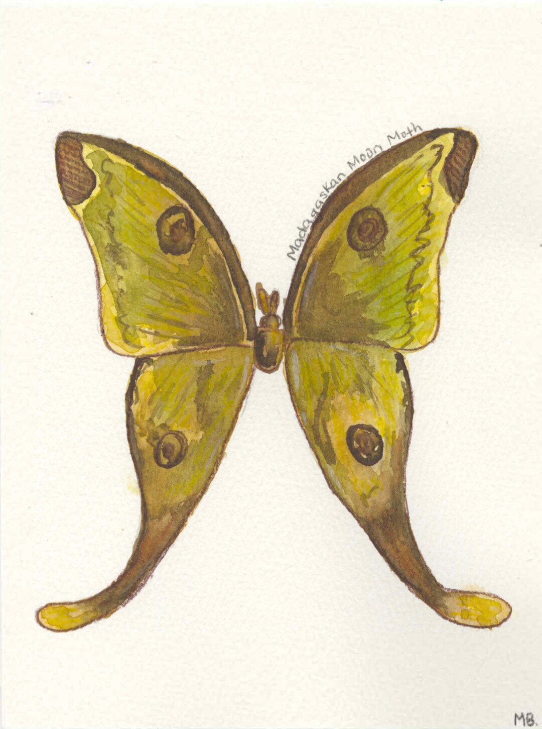 Mongolian Moon Moth 5x7 Print - Etsy