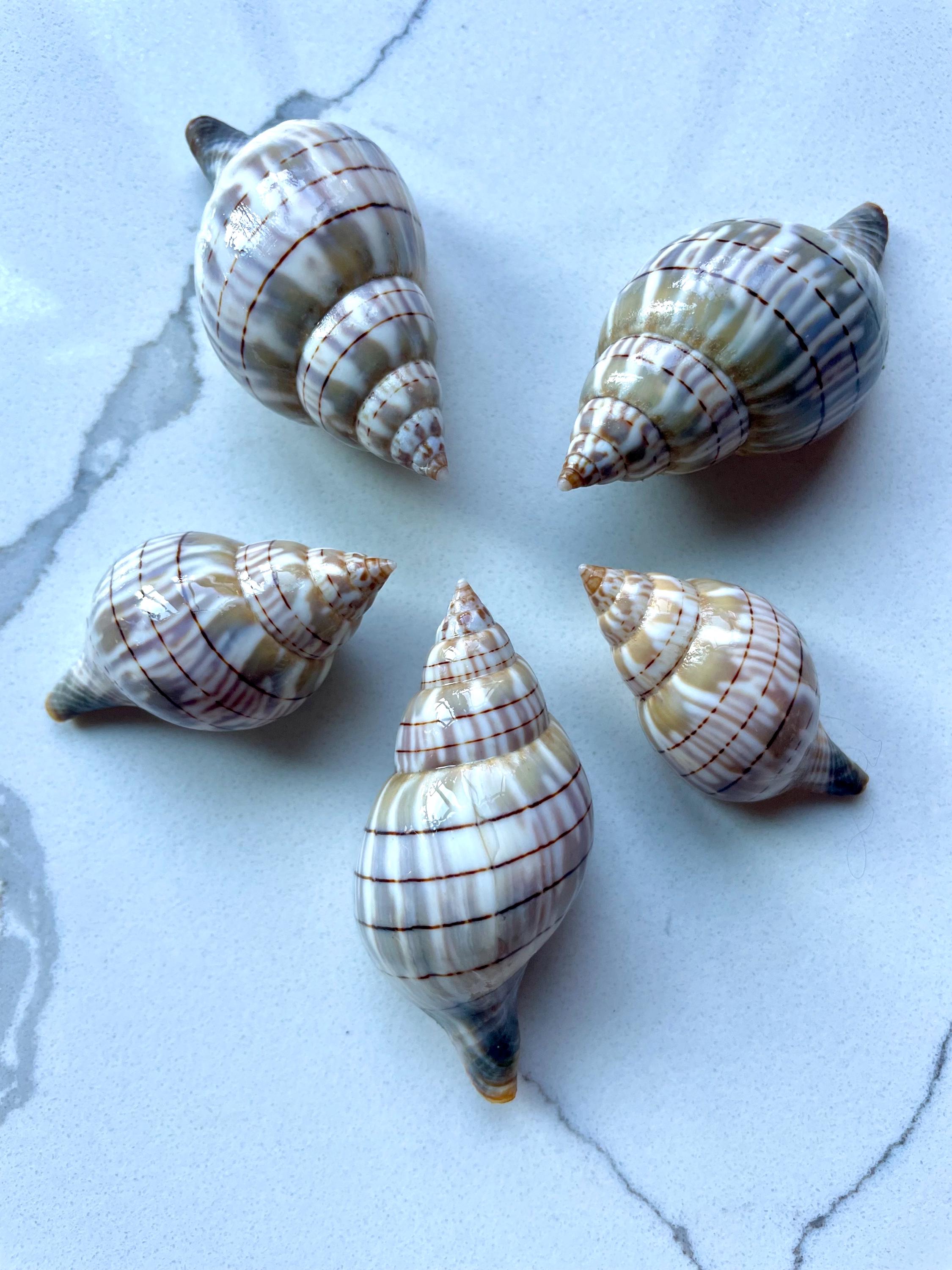 5 Florida Banded Tulip Shells - Etsy